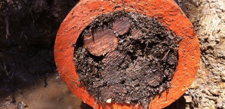 Residential Trees (Part 5) - Protecting Services - Landscape Design Tips